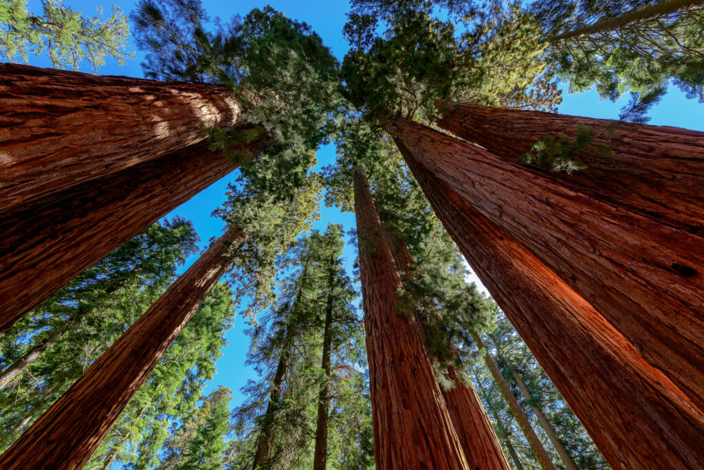 15 Trees So Massive They Have Their Own Ecosystems Inside Them