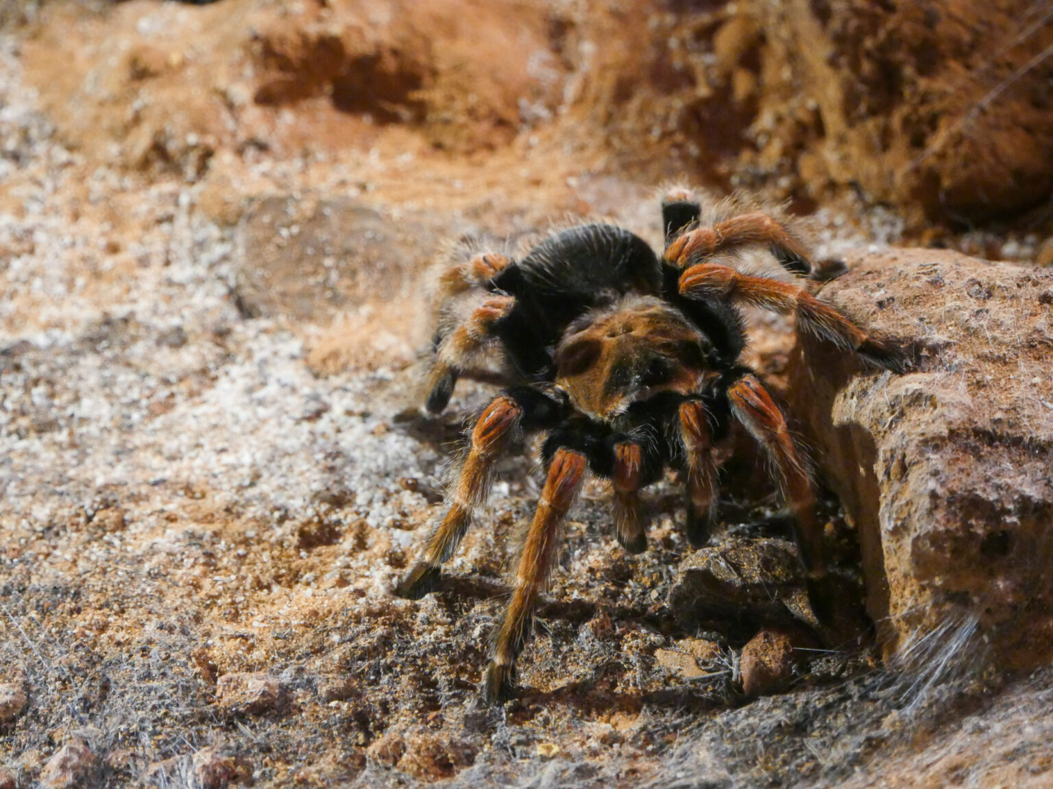 15 Giant Spider Species People Have Actually Seen