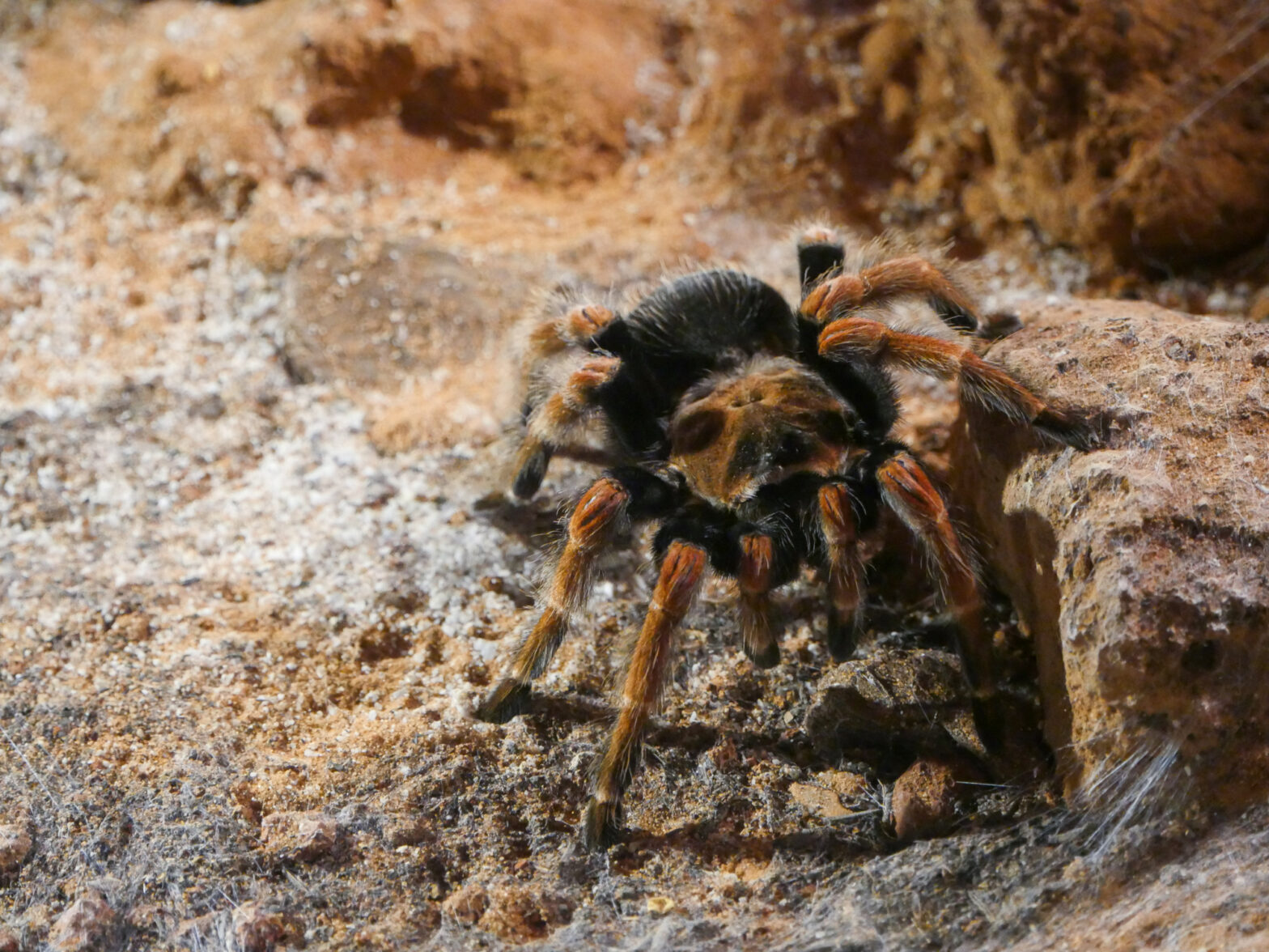 15 Giant Spider Species People Have Actually Seen
