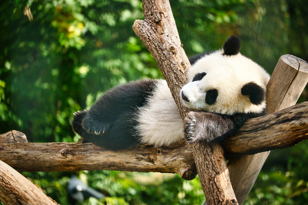 17 Warning Systems Animals Use to Survive Threats