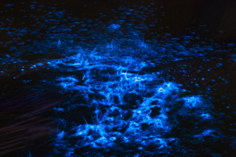 15 Foods That Naturally Glow in the Dark