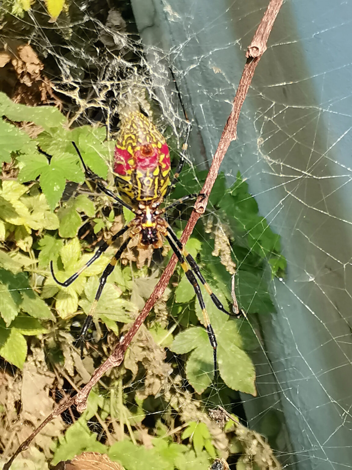 15 Giant Spider Species People Have Actually Seen
