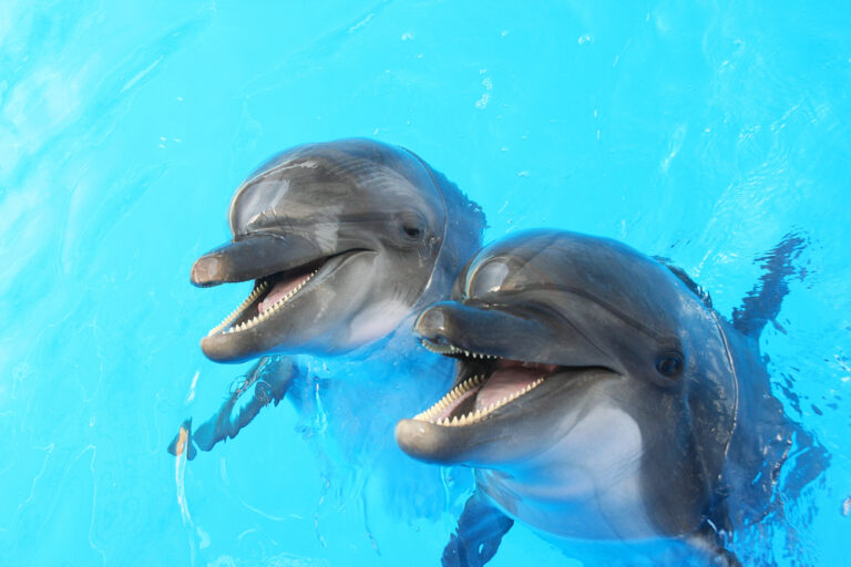 15 Dolphin Behaviors Observed by Scientists
