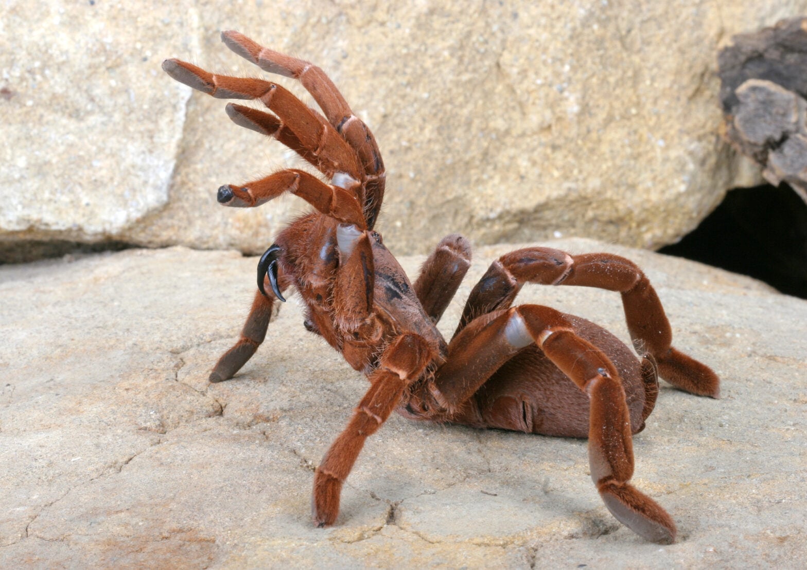 15 Giant Spider Species People Have Actually Seen