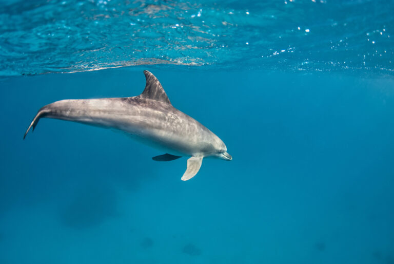 15 Dolphin Behaviors Observed by Scientists