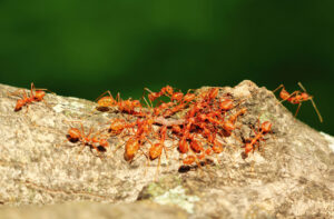 14 Interesting Facts About Rainforest Ecosystems