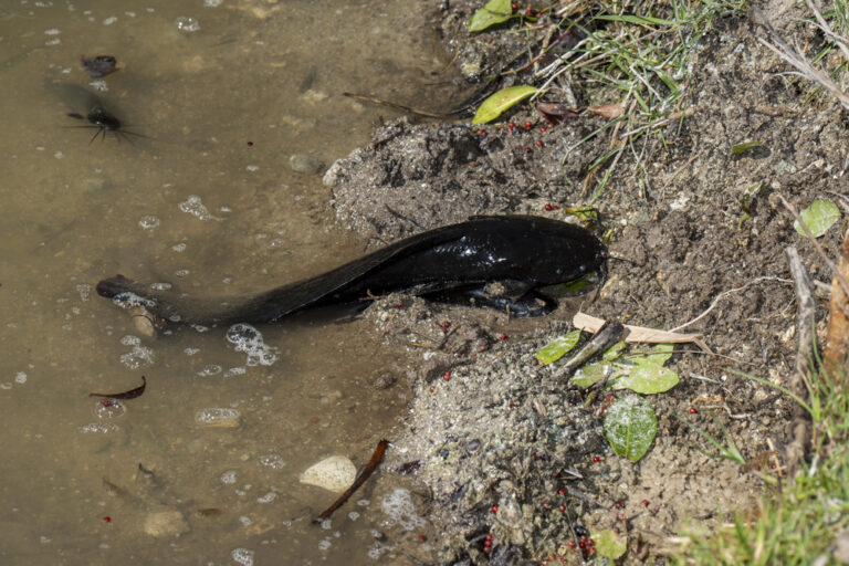 14 Fishes That Can Survive on Land for Long