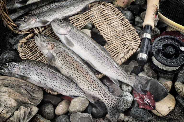 14 Fishes That Can Survive on Land for Long