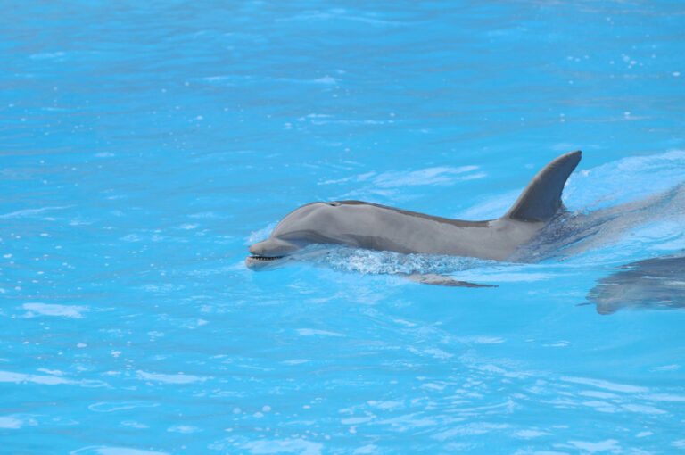 15 Dolphin Behaviors Observed by Scientists