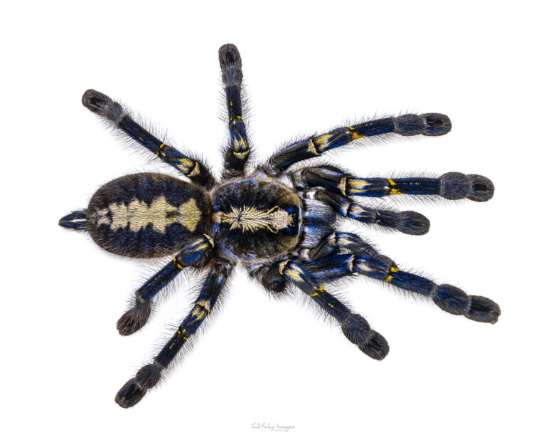 15 Giant Spider Species People Have Actually Seen