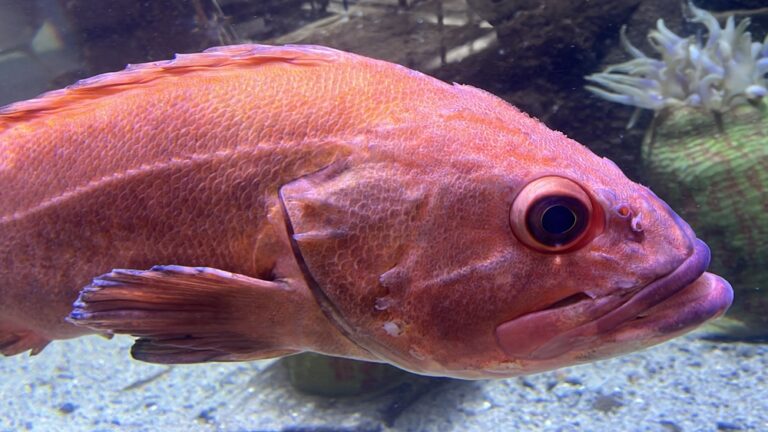 17 Longest-Living Creatures Ever Recorded