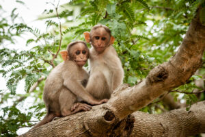 17 Warning Systems Animals Use to Survive Threats