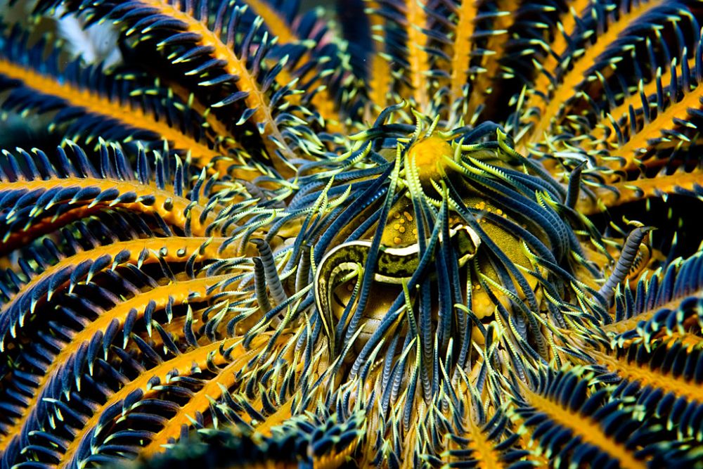 14 Animals That Survived Mass Extinction Events