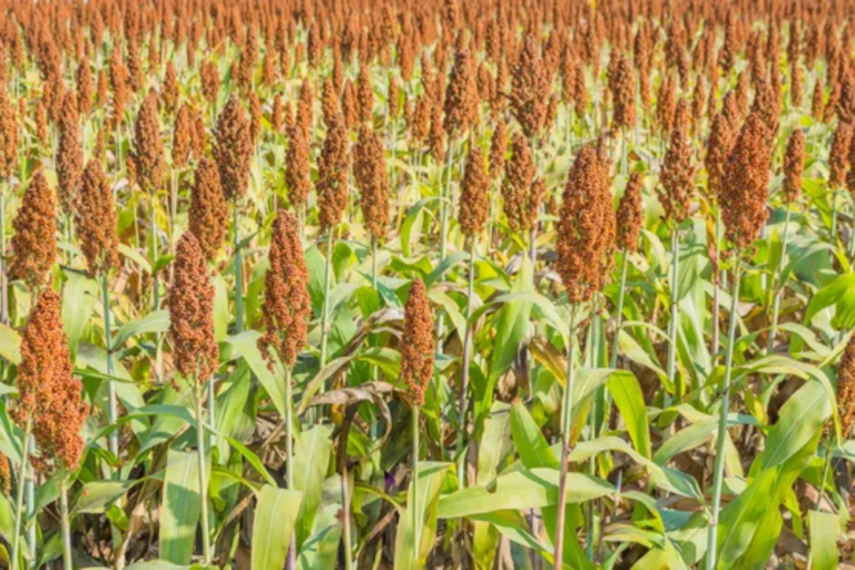 16 Ancient Grains Rediscovered in Modern Kitchens