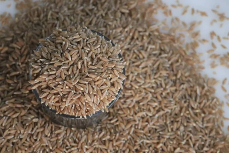 16 Ancient Grains Rediscovered in Modern Kitchens