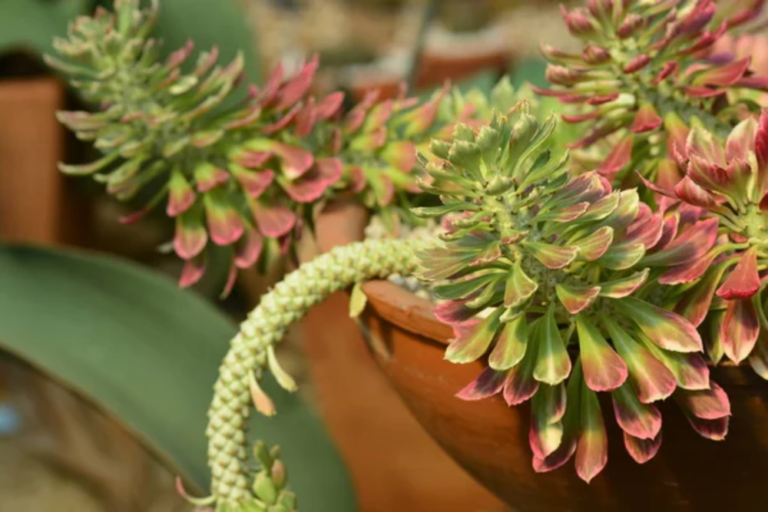 18 Desert Plants That Store Water in Odd Ways