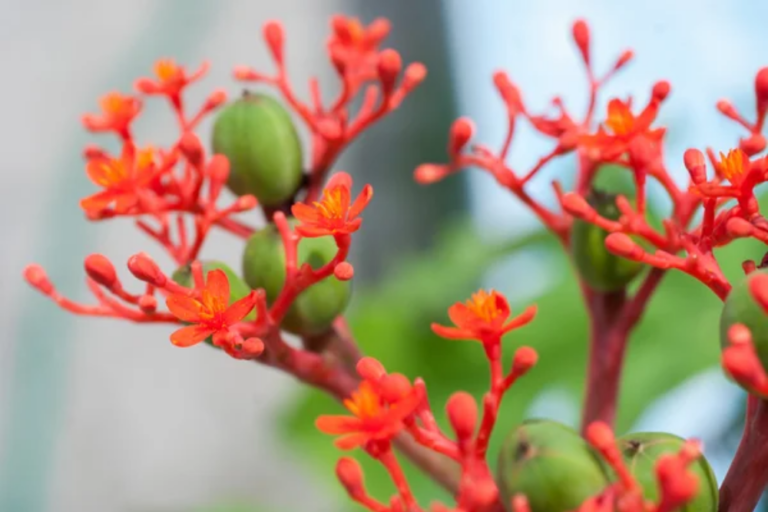 18 Desert Plants That Store Water in Odd Ways