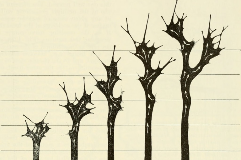 15 Growth Patterns That Repeat Across All Life Forms