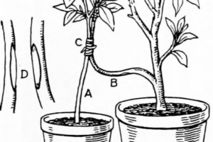 15 Growth Patterns That Repeat Across All Life Forms