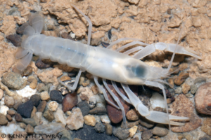 14 Creatures Found in Caves—and Nowhere Else