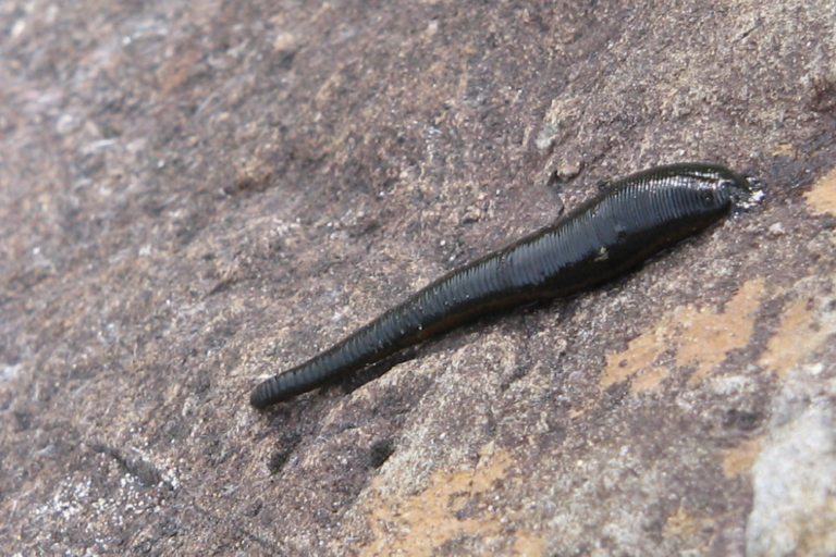 14 Creatures Found in Caves—and Nowhere Else