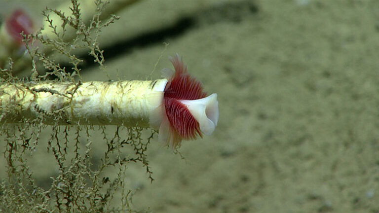 17 Longest-Living Creatures Ever Recorded