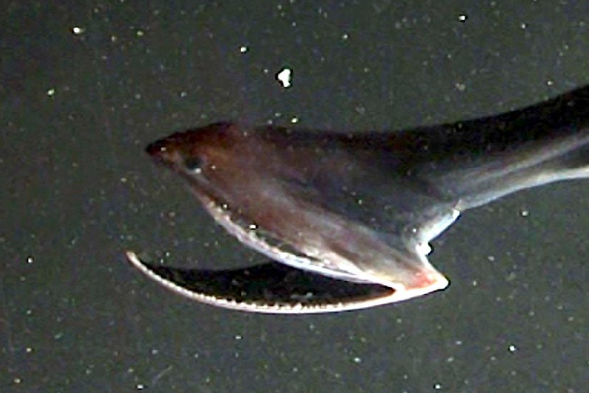 15 Ocean Creatures That Look Like Monsters