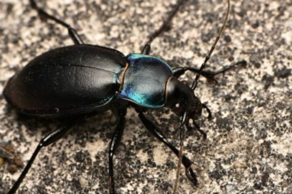 17 Useful Insects Most People Try to Kill