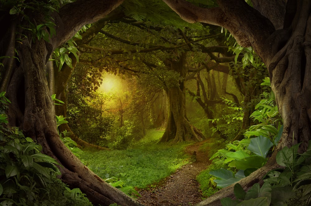 17 Patterns in Nature That Repeat Everywhere