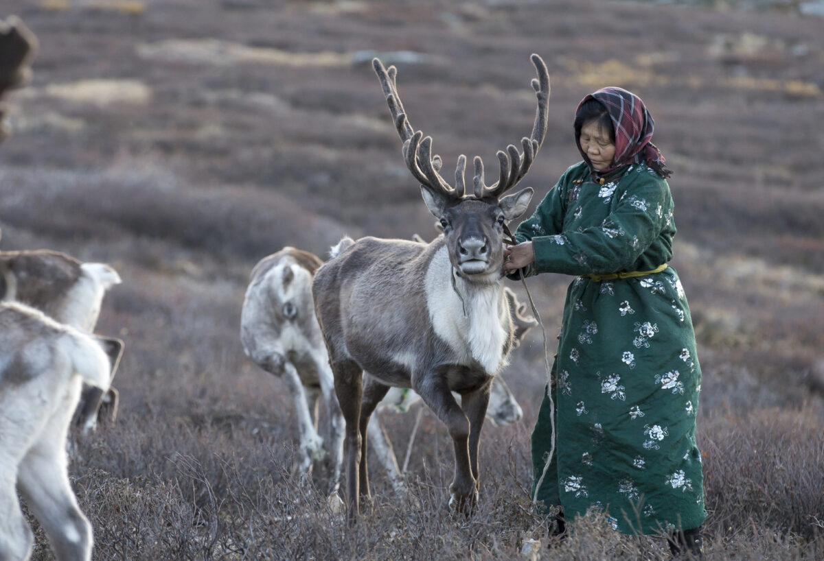 18 Animals That Helped Win Wars