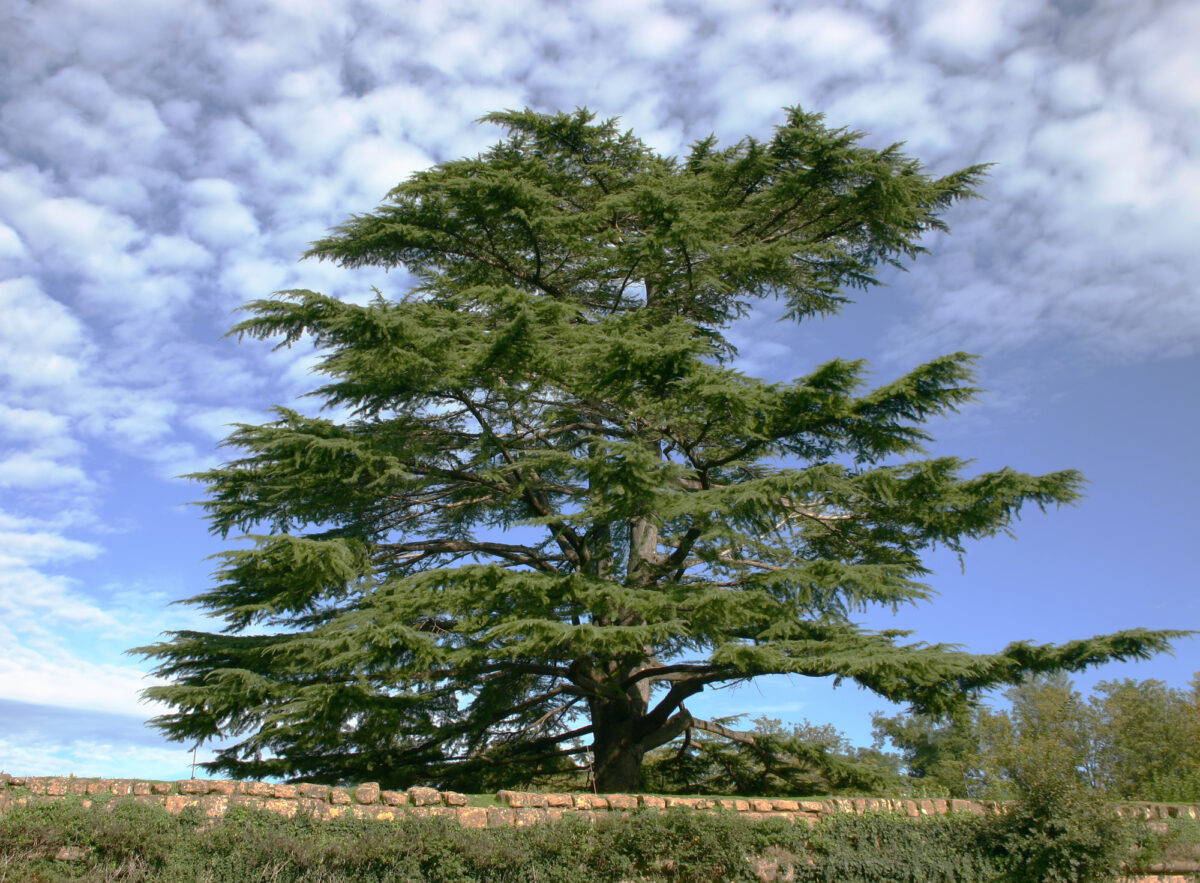 14 Trees That Tell Stories About Local History