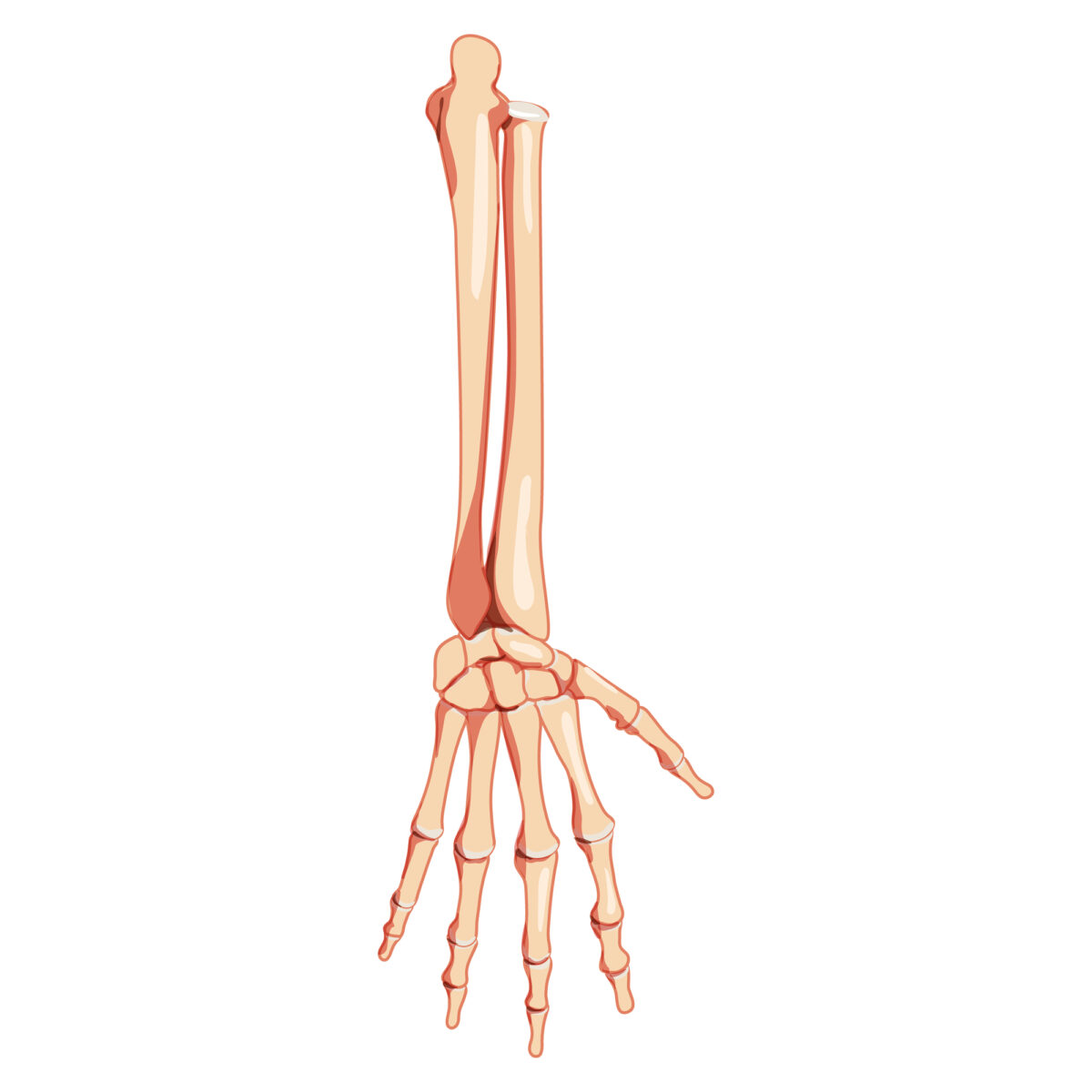 16 Measurement Units Based on Body Parts