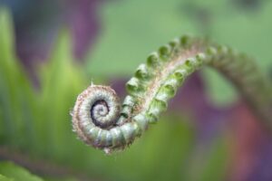 17 Patterns in Nature That Repeat Everywhere