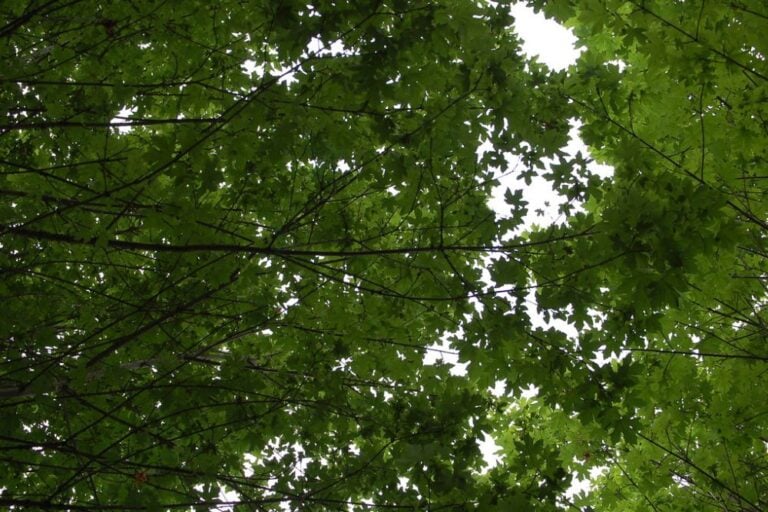 17 Patterns in Nature That Repeat Everywhere