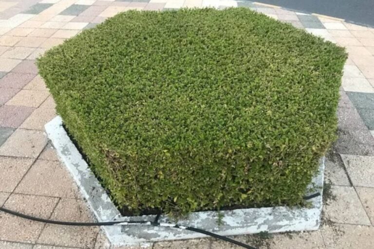 17 Patterns in Nature That Repeat Everywhere