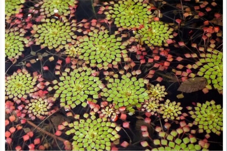 17 Patterns in Nature That Repeat Everywhere
