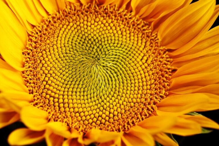 17 Patterns in Nature That Repeat Everywhere