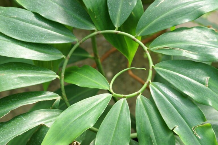 17 Patterns in Nature That Repeat Everywhere