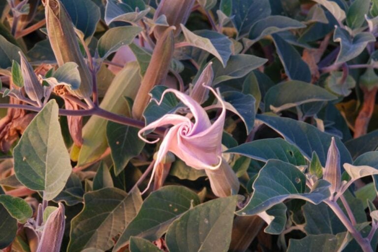 17 Patterns in Nature That Repeat Everywhere