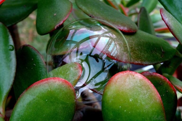 17 Patterns in Nature That Repeat Everywhere