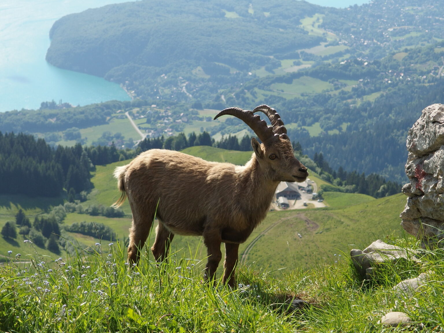 15 Animals That Sleep the Least