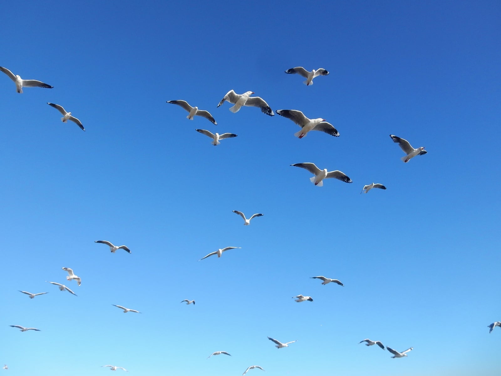 16 Birds That Spend Most of Their Lives in the Air