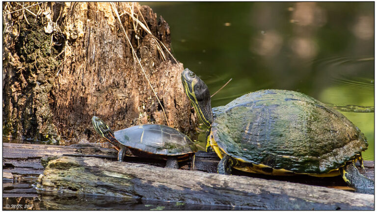 17 Animals That Can Survive Being Frozen Solid