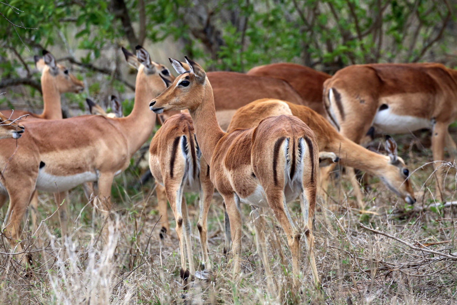 15 Animals That Sleep the Least