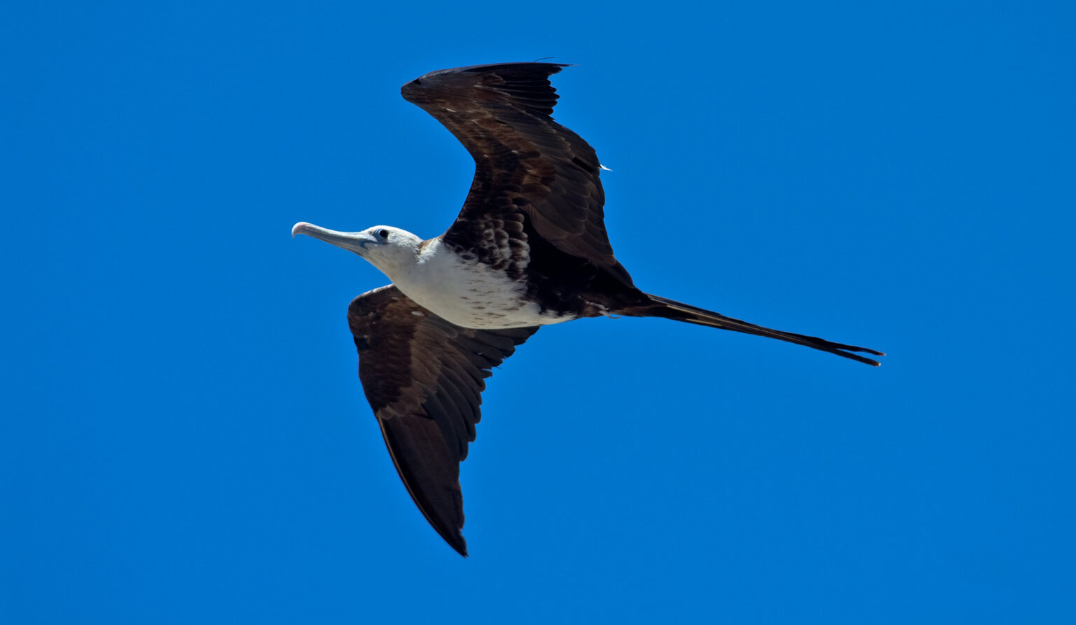 16 Birds That Spend Most of Their Lives in the Air