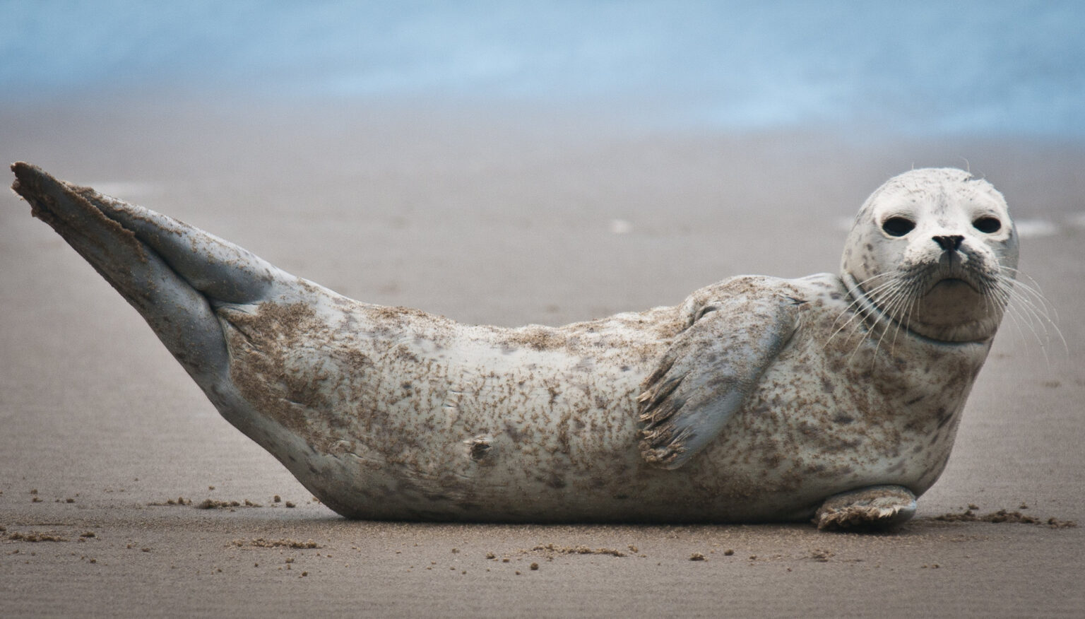 15 Animals That Sleep the Least