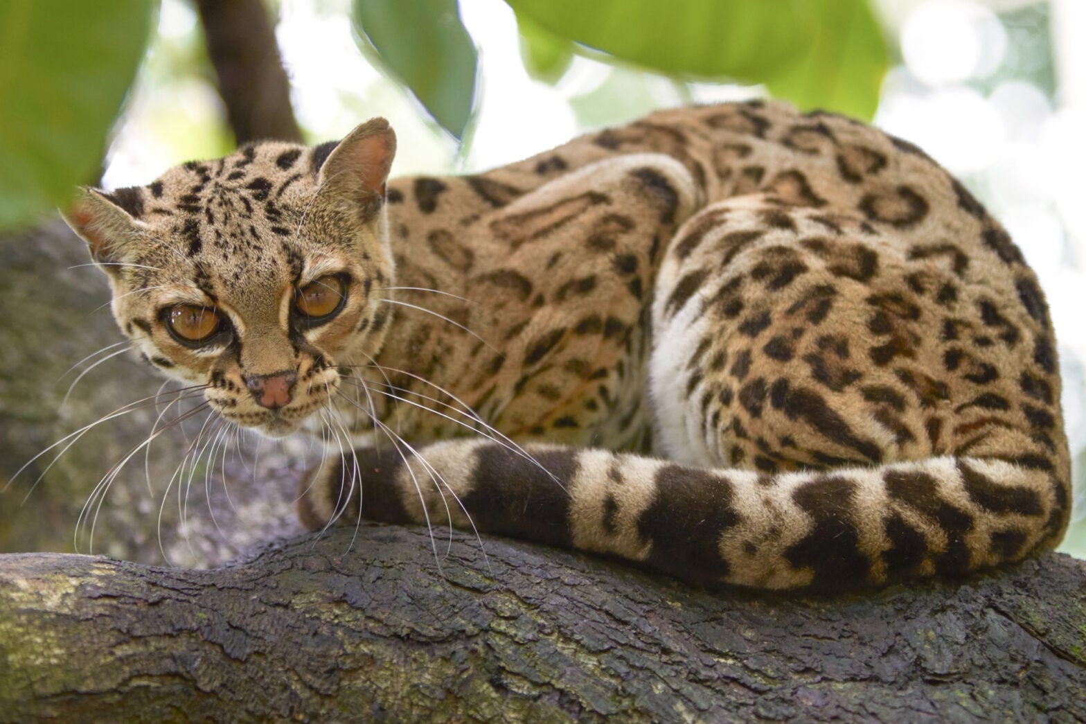 15 Animals That Use Mimicry to Hunt