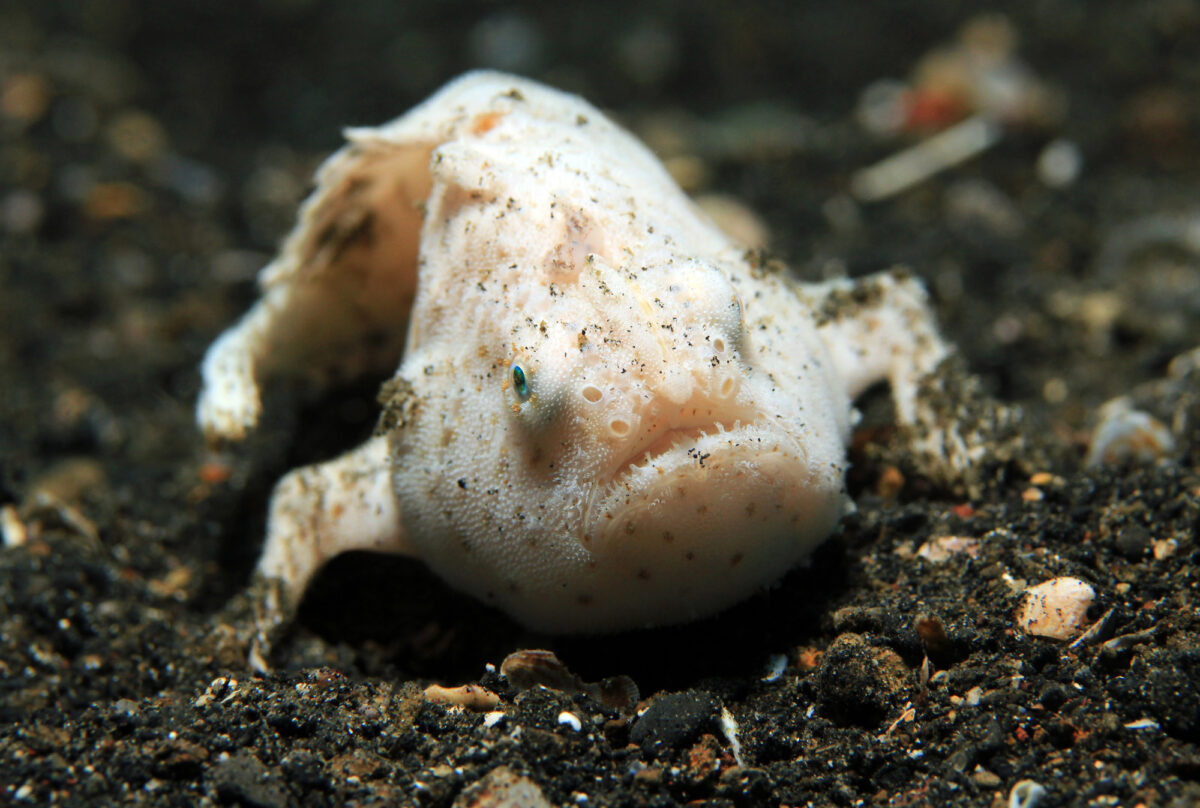 15 Animals That Use Mimicry to Hunt