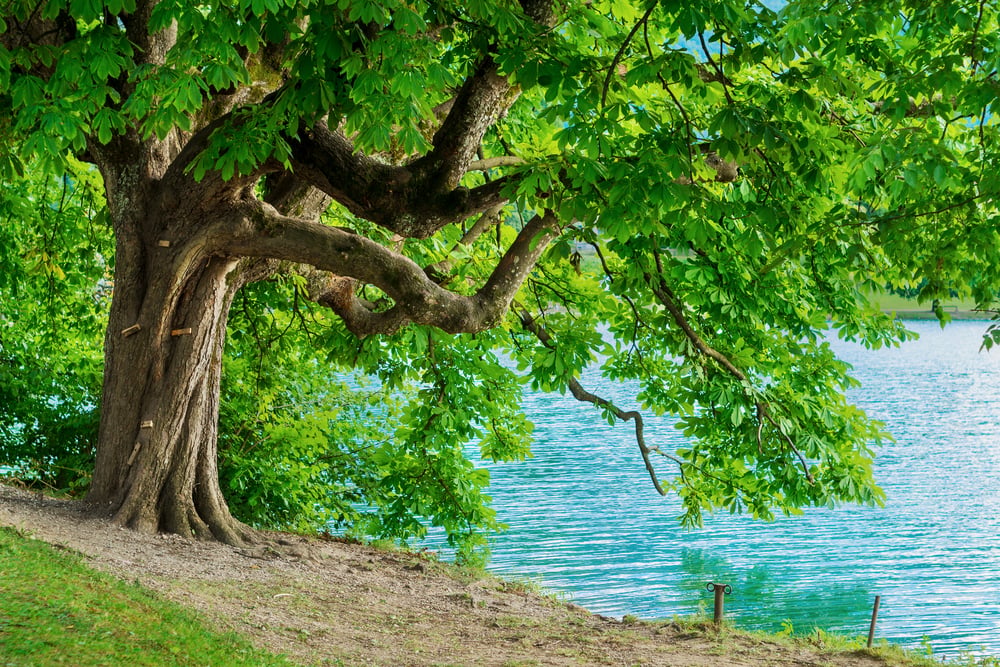 15 Trees That Thrive in Wetlands and Flood-Prone Areas