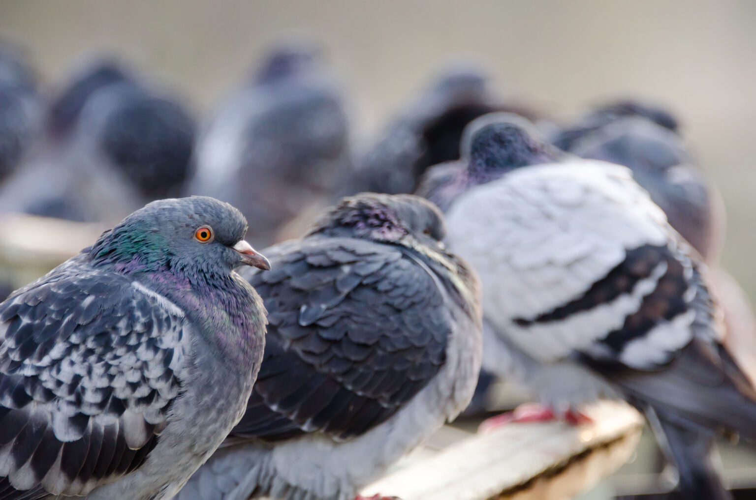 15 Animals That Navigate Using Earth's Magnetism